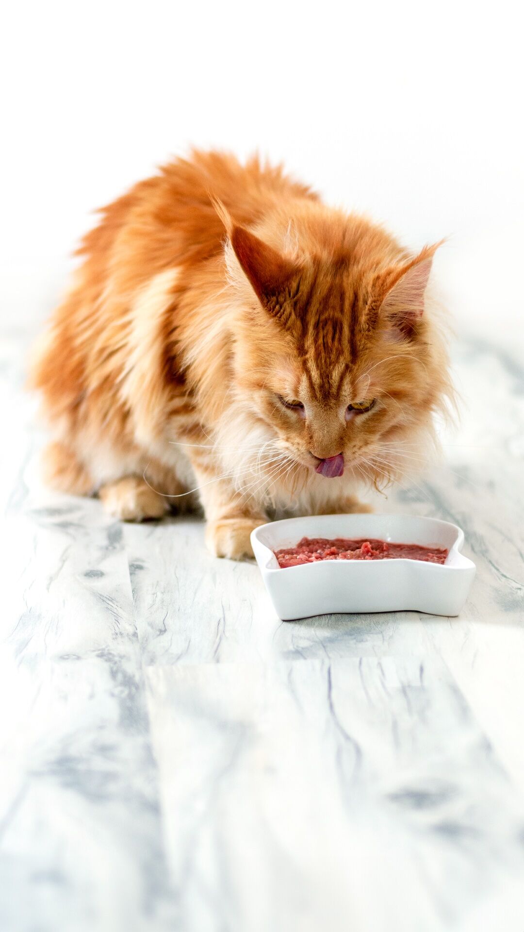 Buy Cat Food - Online Delivery in Dubai & across UAE - Furchild