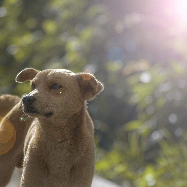 Dogs: Sunburn - Types, Symptoms , & Prevention Tips - Furchild
