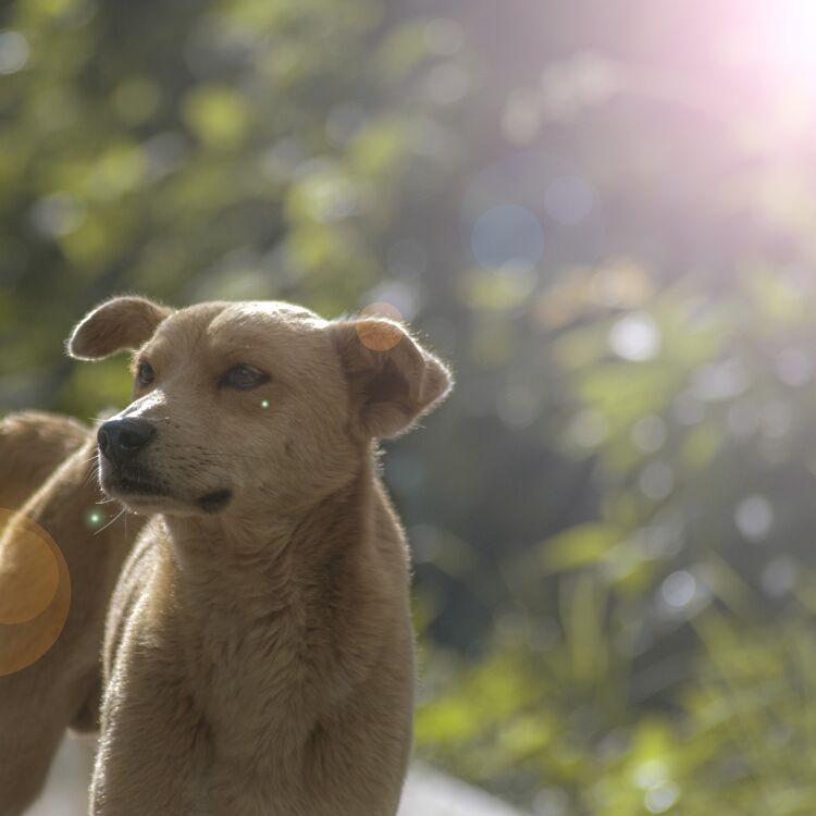 Can Your Dog Sunburn? How to Naturally Protect Your Pup from the Sun