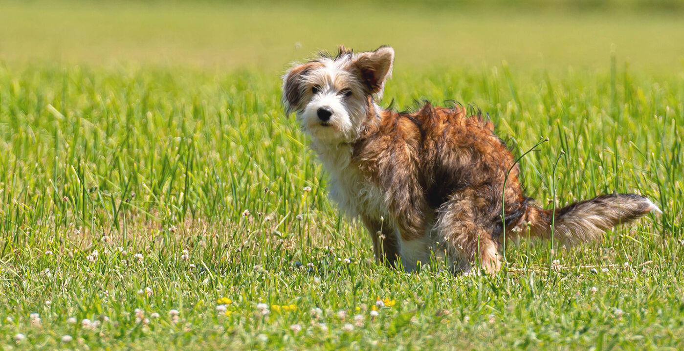 Dog Diarrhea Causes & Prevention : Furchild Pet Nutrition