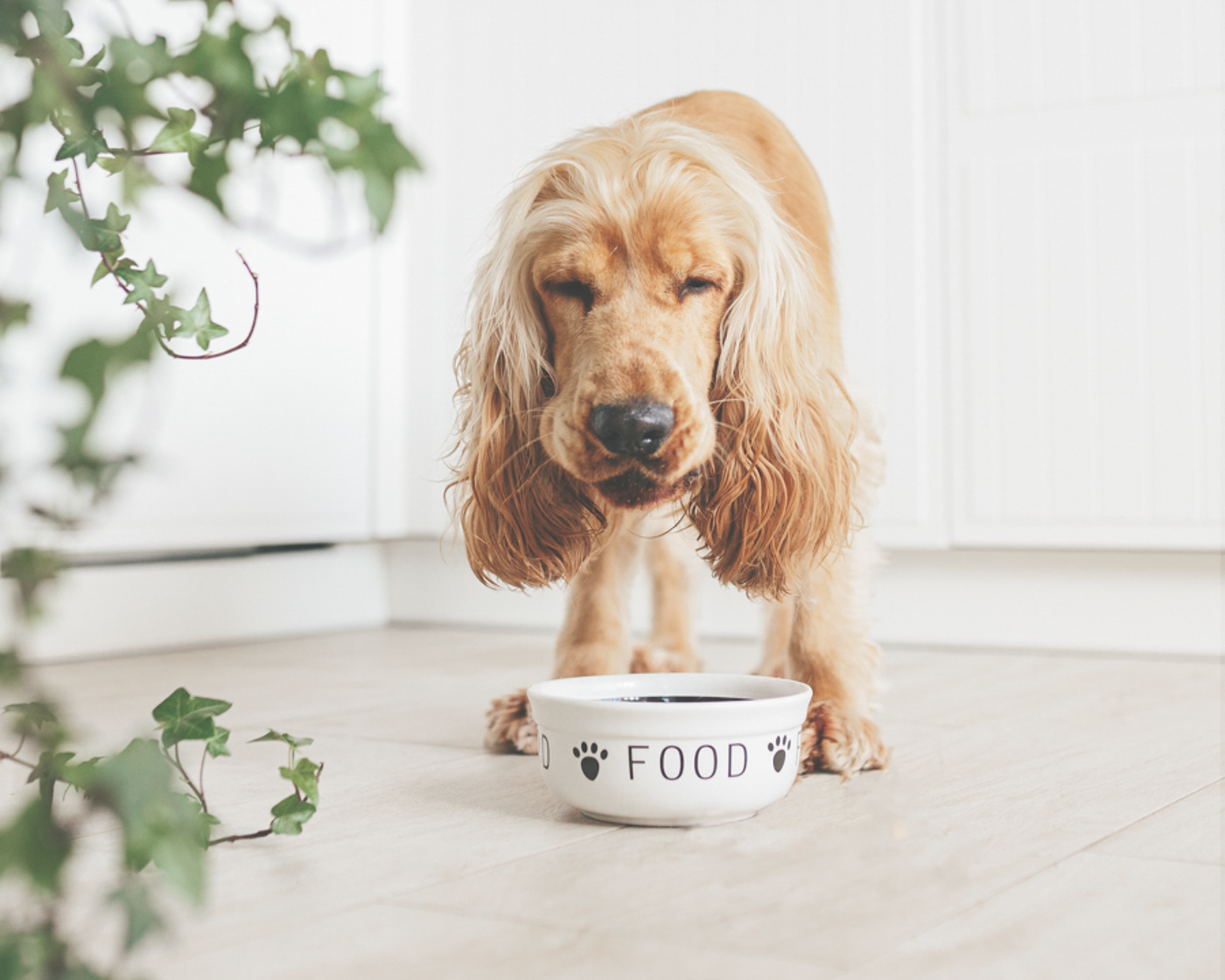Functional Foods for Dogs - Furchild