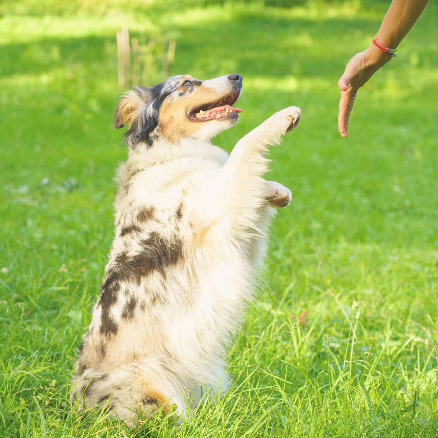 Treating Dog Burned Paws: How to Heal and Prevent Burned Paws? | Furchild