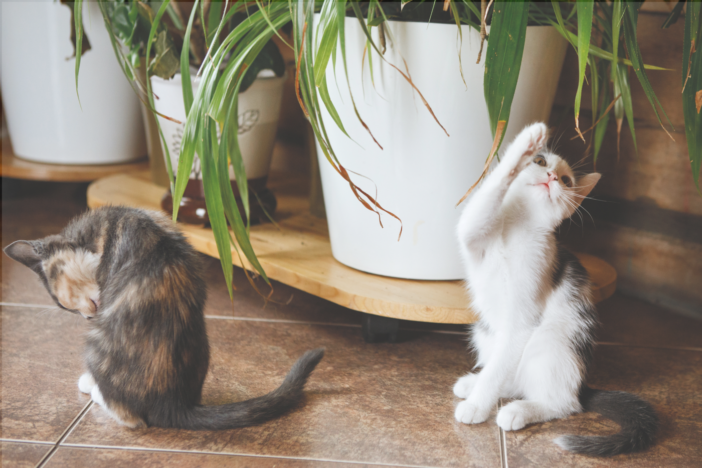 Toxic and Non-toxic Plants for Cats and Dogs in the UAE | Furchild