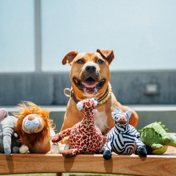 Fresh RAW Food for Dogs & Cats | Furchild Pet Nutrition