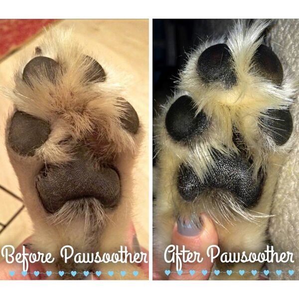 Fresh RAW Food for Dogs & Cats | Furchild Pet Nutrition