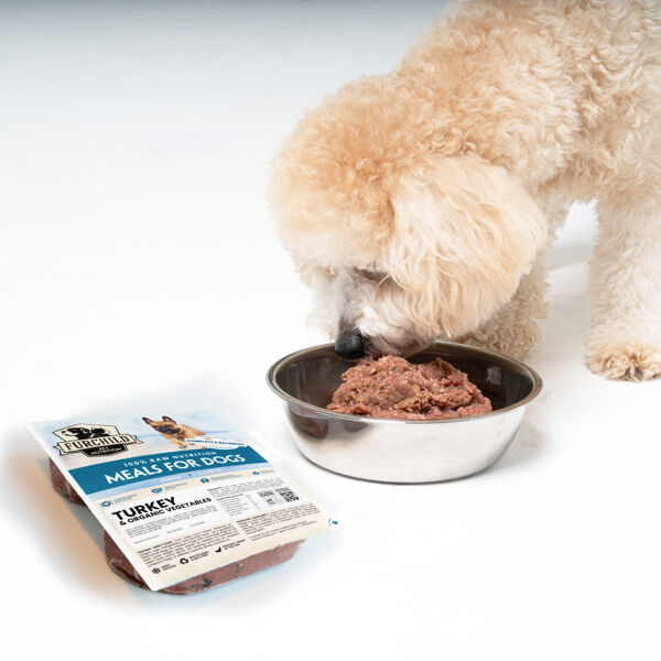 Where to Adopt or Foster Pets (Dogs and Cats) in Dubai, Abu Dhabi, and ...