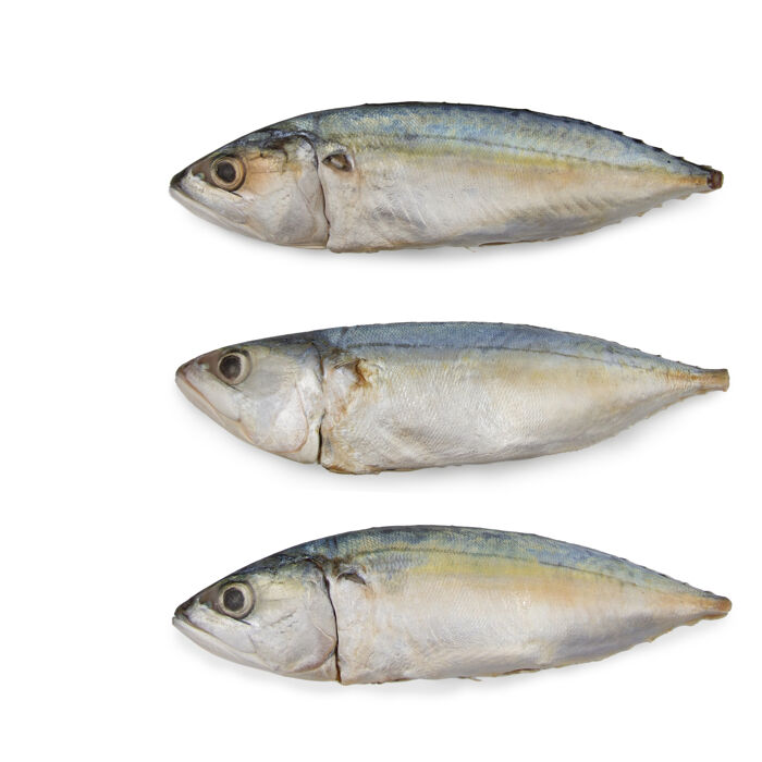 Wild Caught Raw Mackerel for Dogs and Cats Online in UAE - Furchild