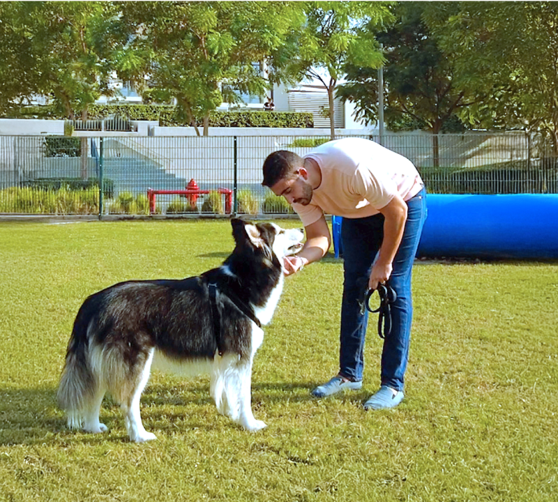 Starter Kit for Dogs – Raw Nutrition & Flexible Subscriptions | Furchild